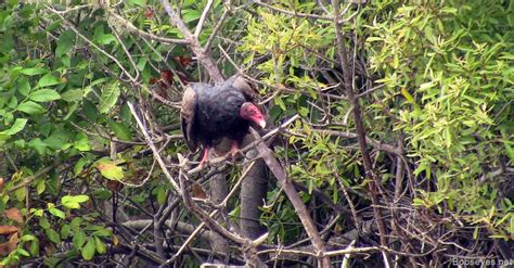 I See The Young Turkey Vulture By Its Nest Bobs Eyes