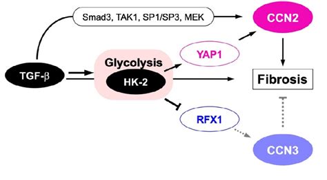 Figure 5 From Molecular And Genetic Interactions Between Ccn2 And Ccn3 Behind Their Yin Yang