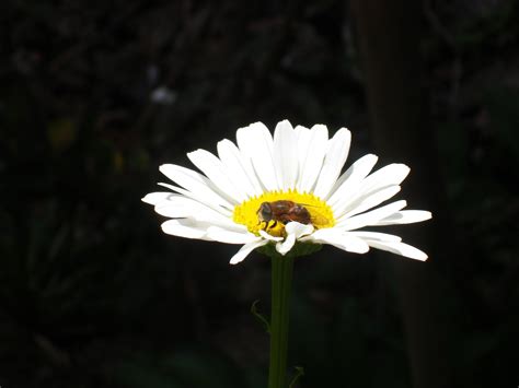 Bee And Daisy Free Photo Download Freeimages