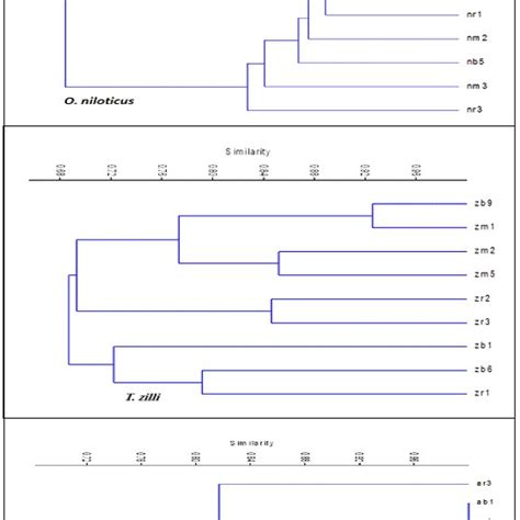 Dendrogram Represent Phylogenetic Relationship Within Three Populations