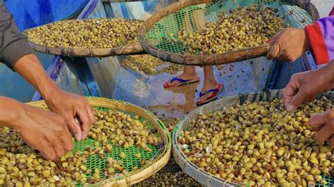 Resilient Grasses In The Philippines That Can Withstand Environmental Stresses Agriculture Monthly
