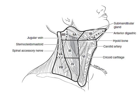 Cervical Lymph Nodes Levels