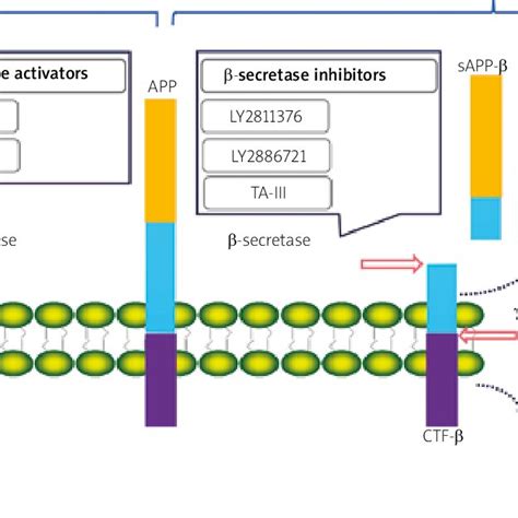 Schematic Diagram Of The Amyloid Precursor Protein App Cleavage