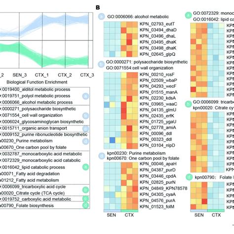Comparative Proteomics Analyses Revealed The Metabolism Alteration Of Download Scientific