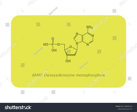 Damp Deoxyadenosine Monophosphate Nucleotide Molecular Structure Stock Vector Royalty Free