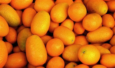 Top 999 Kumquat Wallpaper Full Hd 4k Free To Use