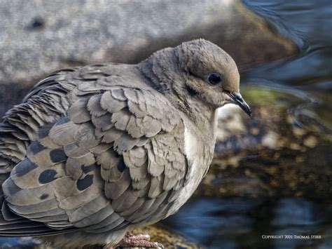 ISO Versus Shutter Speed Small Sensor Photography By Thomas Stirr