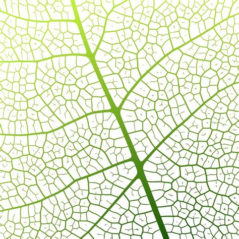 Leaf Vein Texture Abstract Background With Close Up Plant Leaf Cells Ornament Texture Pattern