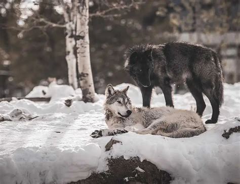22 Wolf Facts Exploring The Wonderful World Of Wolves