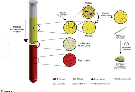 Platelets Diagram Gcse