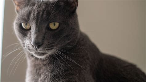 猫眼 猫 特写 毛茸茸的 动物 电脑壁纸 4K壁纸 动物壁纸 Mac青桔网