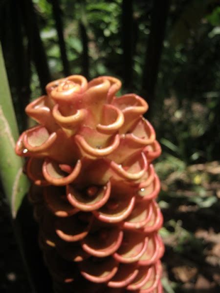 Beehive Ginger Project Noah