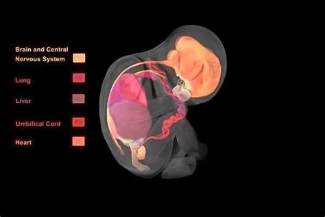 Mesenchymal Connective Tissue Developing Embryo