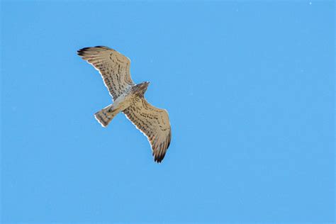 Biancone 影像 瀏覽 358 個素材庫相片、向量圖和影片 Adobe Stock