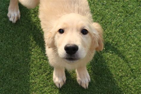 골든리트리버분양 꿀떡이 골든리트리버분양 사모예드분양 라브라도리트리버분양 도베르만분양