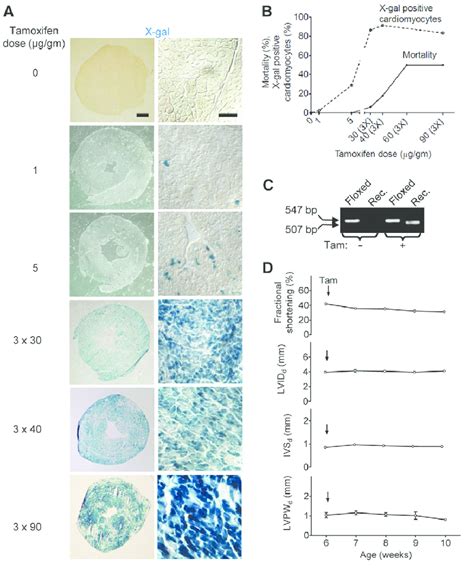 Site Specific Recombination And Toxicity Occur At Different Levels Of Download Scientific
