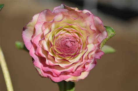 【未使用】【希少】超多弁 ピンクグラデーション ダブル クリスマスローズ開花株 Ddの落札情報詳細 ヤフオク落札価格検索 オークフリー