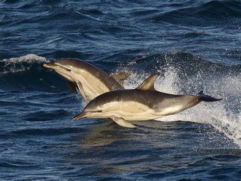 Western Isles Wildlife Summer Tour Fully Inclusive Scotland Wild