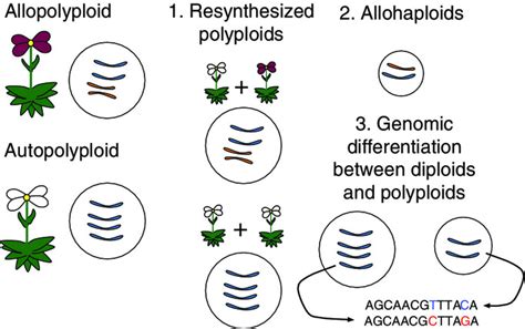 Polyploidy And Plant Diversity Biodiversity Institute Biodiversity Gardens University Of
