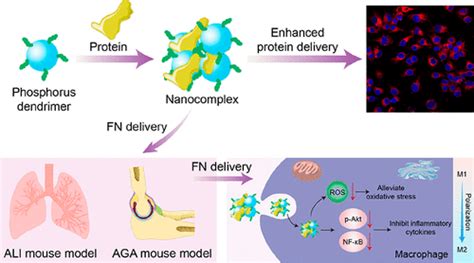 Bioactive Phosphorus Dendrimers As A Universal Protein Delivery System For Enhanced Anti