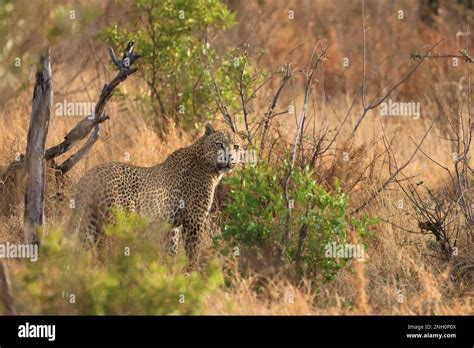 Leopard Was Originally Given To The Cat Now Called Cheetah Hi Res Stock