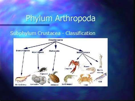 Phylum Arthropoda Mrs Howards Life Science Arthropoda Characteristics