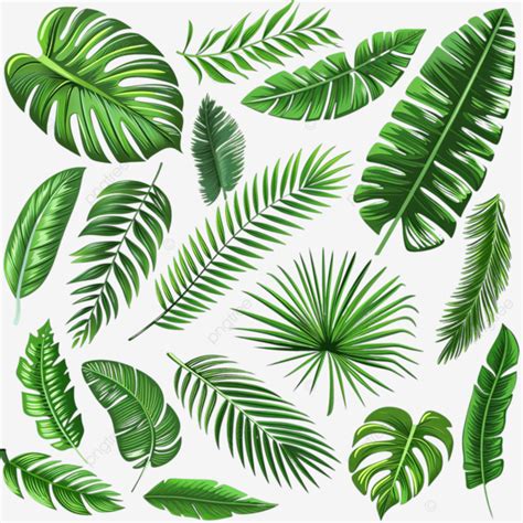 열대 야자 녹색 잎 클립 아트 세트 초록 나뭇잎 클립 아트 Png 일러스트 및 이미지 에 대한 무료 다운로드 Pngtree