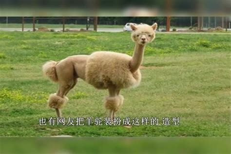 主人给猫剃了个精光猫咪还像以前舔毛结果一舌头下去 猫咪 舌头 结果