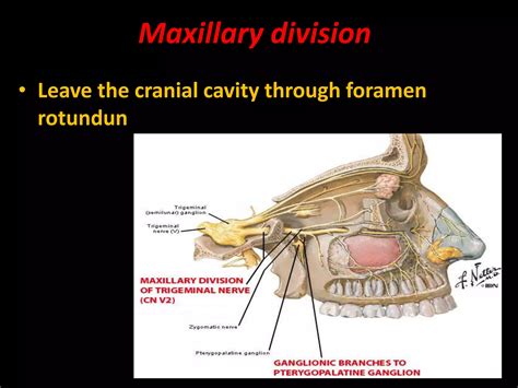 Trigeminal Nerve Anatomy Pptx