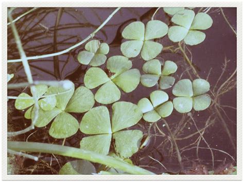 네가래 맑은 물에서 자라는 식물 네이버 블로그