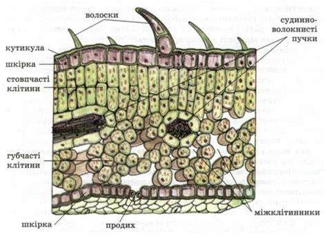 Тема 20 Внутрішня будова листка — Гипермаркет знаний