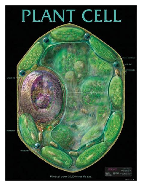 Nucleus In Plant Cell Under Microscope Cell Nucleus Function Structure And Under A Microscope