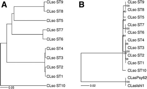 Phylogenetic Trees Based On The Concatenated Multilocus Sequence Typing