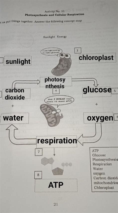 Cellular Respiration And Photosynthesis Concept Map