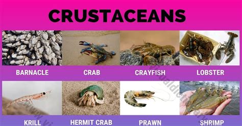 Crustaceans Useful List Of 16 Names Of Crustaceans In The World Visual Dictionary