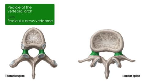 Thoracic Vertebrae Vs Lumbar Vertebrae Anatomy Kenhub