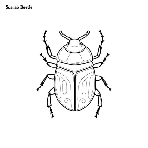 Beetle Outline Drawing Vectors And Illustrations For Free Download