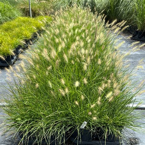 Dwarf White Fountain Grass Hameln Buy 8 Pack Save More Eureka Farms