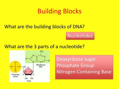 Ppt What Do You Remember About Dna Think About… Structure Function Building Blocks Base