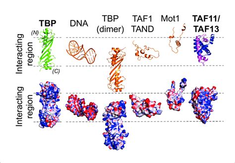 Distinct Modes Of Tbp Binding Involving The Concave Dna Binding Download Scientific Diagram