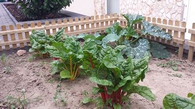 Hochbeet Mjamjamjule De