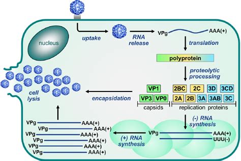 Enterovirus Replication Cycle The Enterovirus Replication Cycle Is Download Scientific Diagram