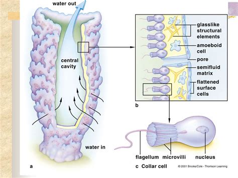 Filter Feeding Biology