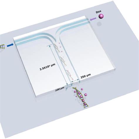 Color Online Schematic Representation Of The “t” Microfluidic Device Download Scientific