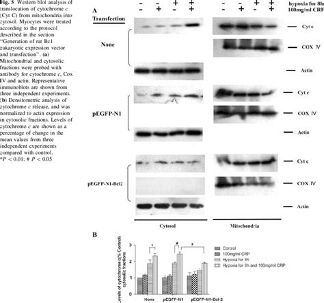 Western Blot Analysis Of Translocation Of Cytochrome C Cyt C From