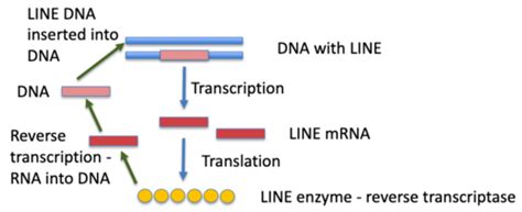 Chapter 10 Dna Polymorphism And Human Identification Flashcards Quizlet