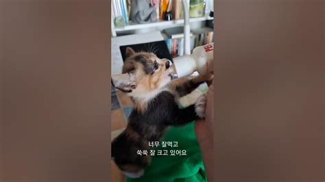 밥그릇에 홀로 울고있던 아깽이 Youtube