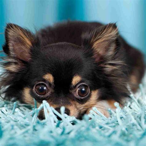 25 Rare Chihuahua Colors Which Type Is Right For You