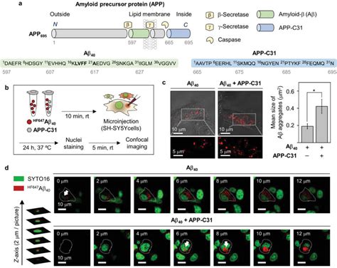 Impact Of App‐c31 On The Intracellular Aggregation Of Aβ40 A Amino
