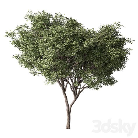 Tree Set285 Tree 3d Model